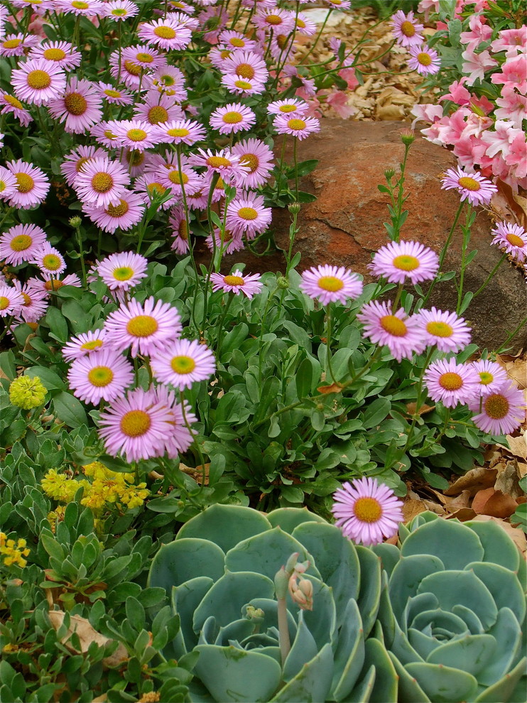 Seaside Daisy - Rustic - Landscape - San Francisco - by Edger Landscape ...