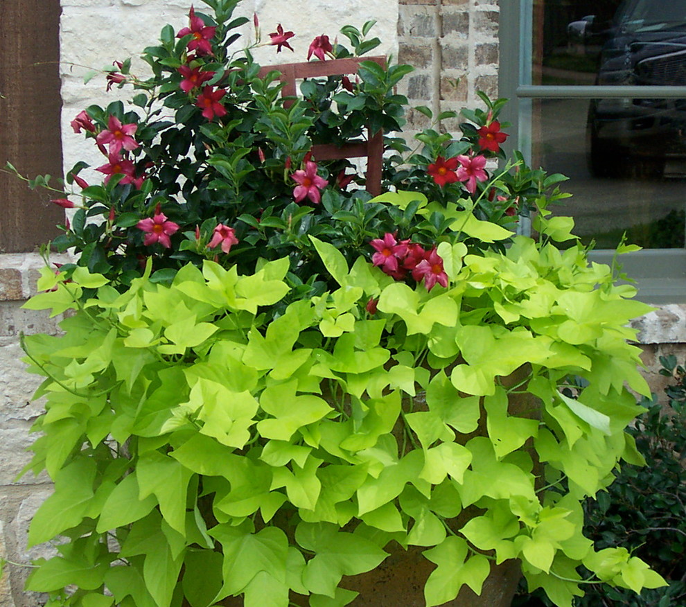 seasonal color - Traditional - Landscape - Dallas - by FOREVERGREEN ...
