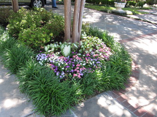 Monkey Grass Border