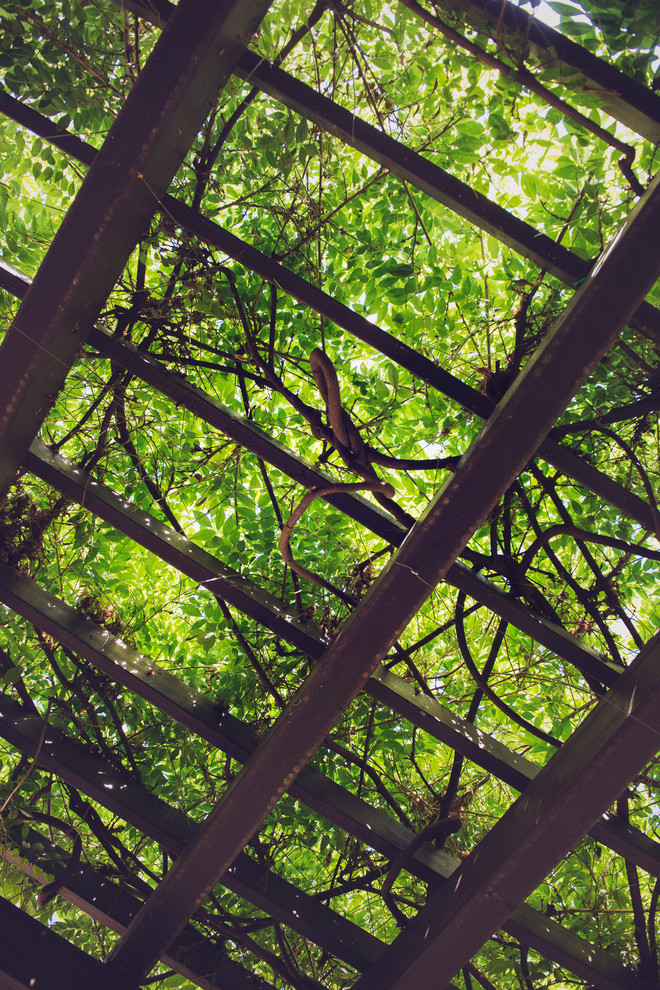 Shade Arbor with Wysteria - Contemporary - Landscape - Other - by ...