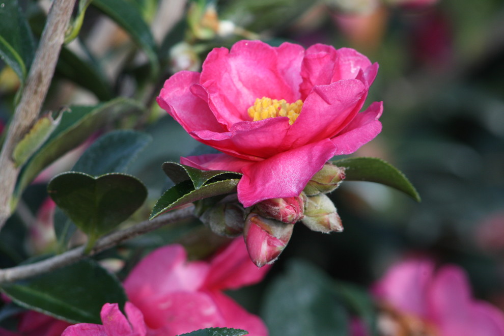 Shishi Gashira Camellia, Camellia sasanqua 'Shishi Gashira' - Landscape ...