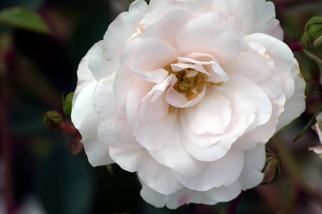 5 Favorite White Roses for a Purely Beautiful Garden