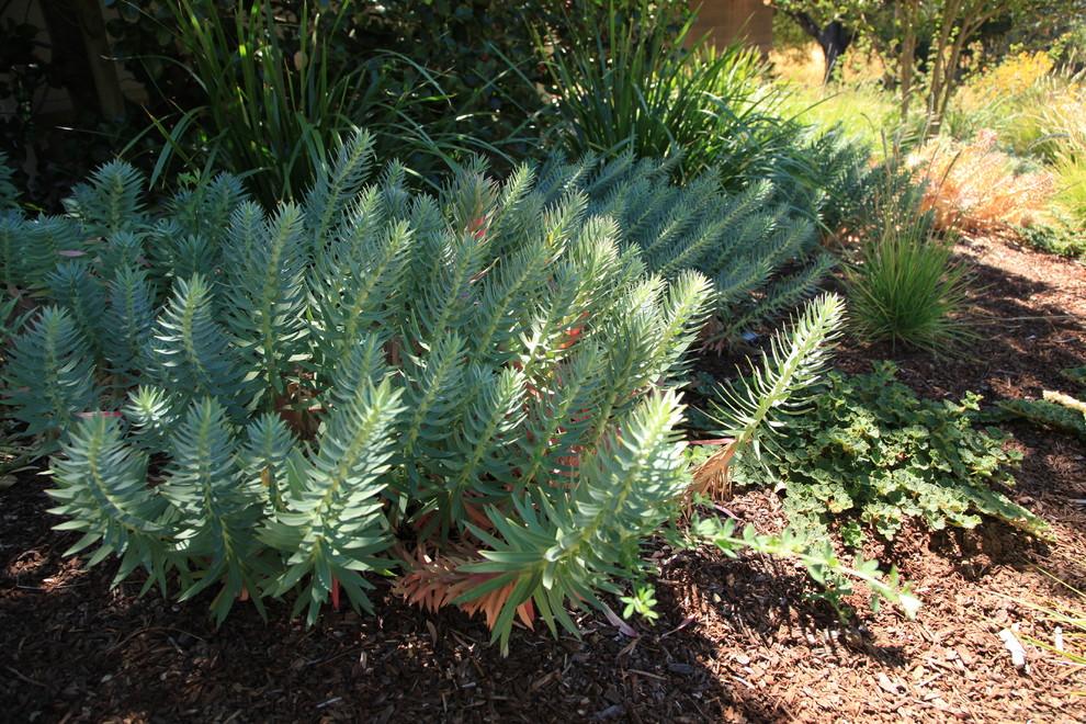 Silicon Valley Ranch - Contemporary - Landscape - San Francisco - by ...