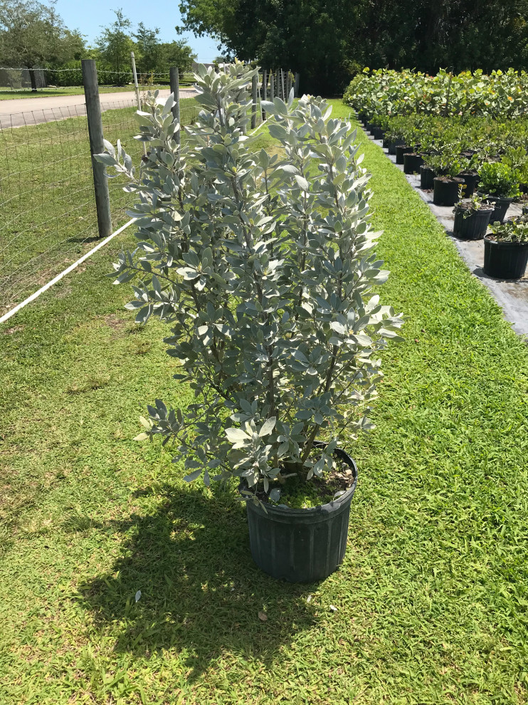 Silver Buttonwood - 7 Gallons - Tropical - Landscape - Miami - by ...