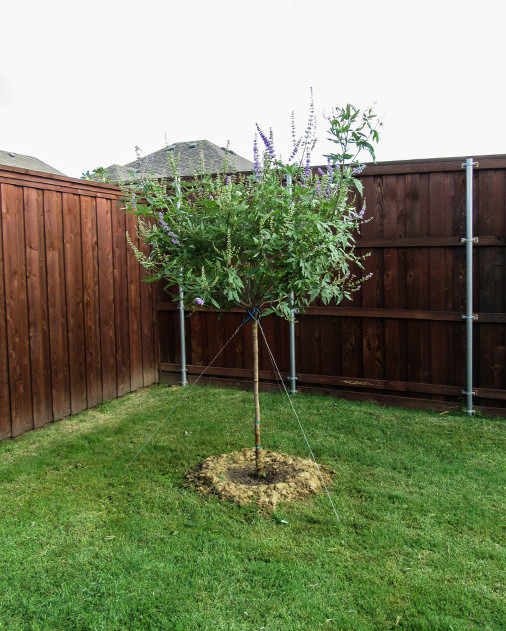 Single Trunk 'Shoal Creek' Vitex Tree - Jardin - Dallas - par Treeland ...