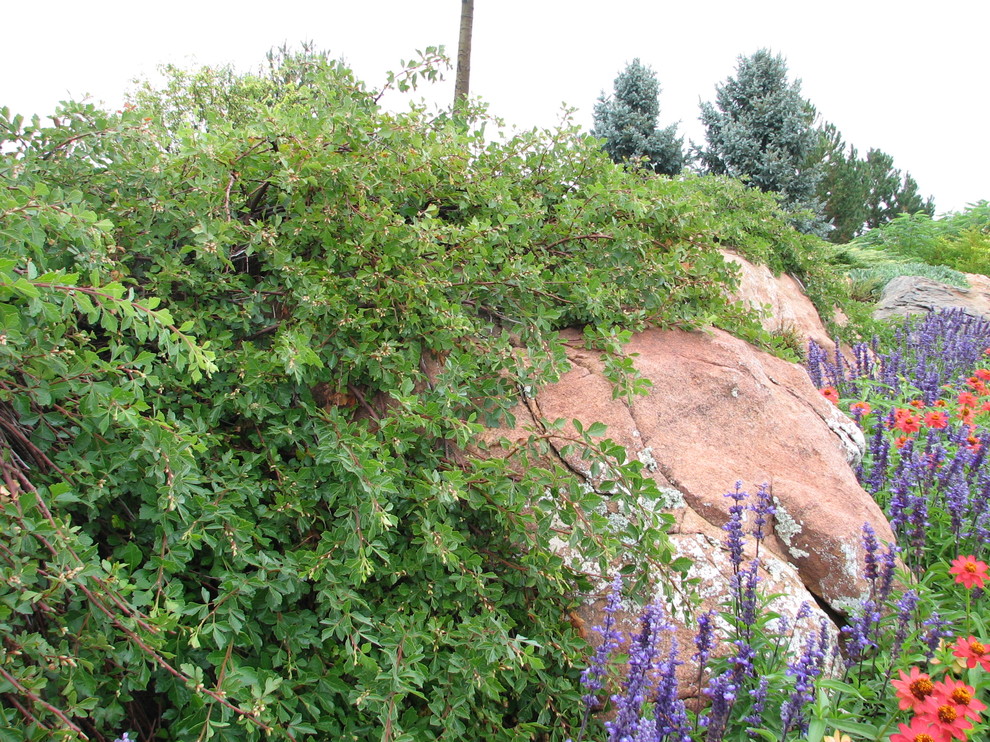 Skunkbush Sumac - Landscape - Denver - by Plant Select® | Houzz