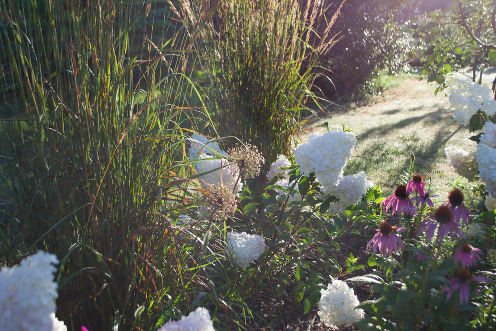 Šluotelinių hortenzijų gėlynas - Transitional - Garden - Other - by ...