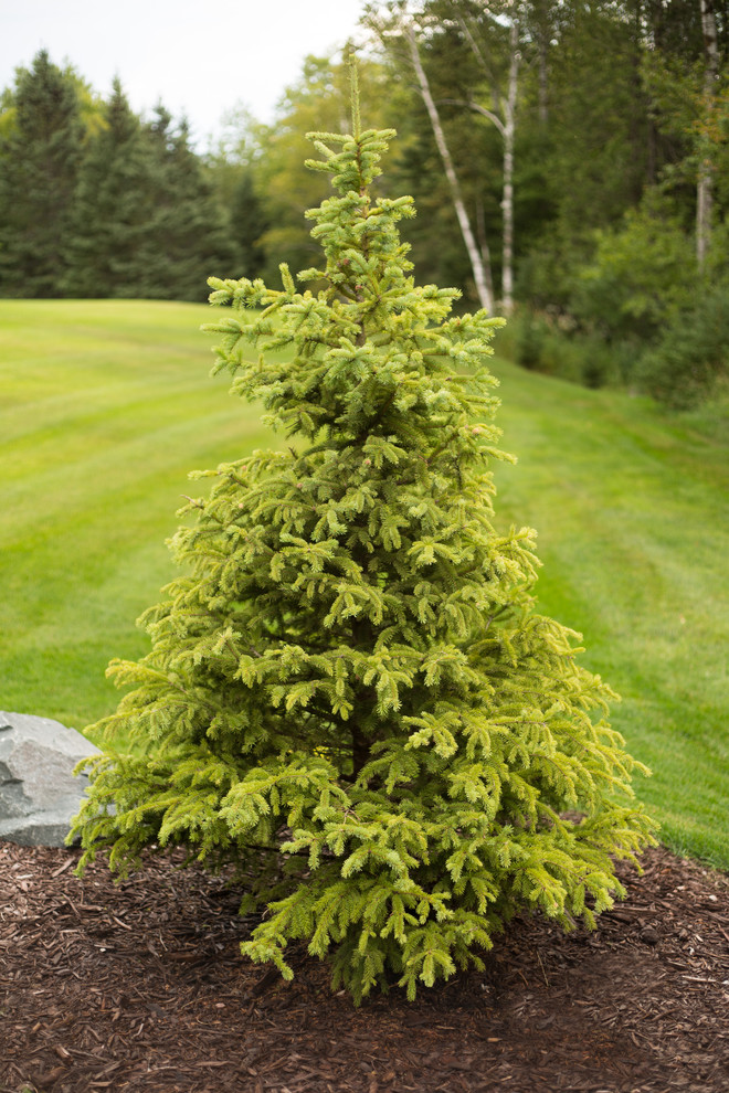 Small Evergreen Tree - Contemporary - Landscape - Other - by Miller ...