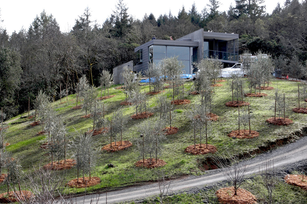 Small House in an Olive Grove - Modern - Landscape - San Francisco - by ...