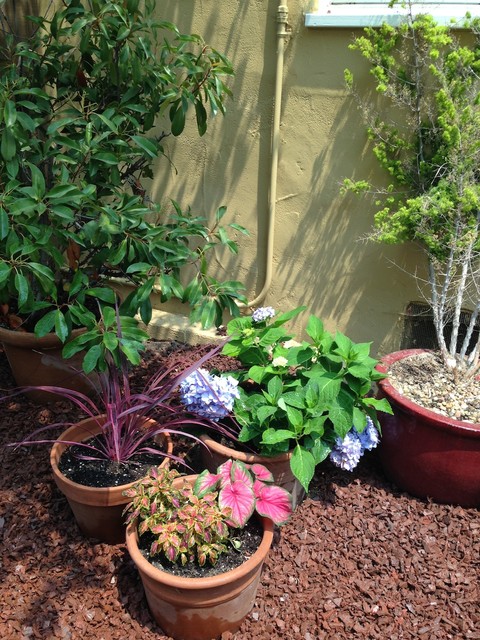 Small Yards - Eclectic - Garden - Los Angeles - by Eden Condensed ...