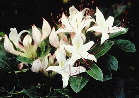 Smooth Azalea - Traditional - Landscape - Other - by Sherman C. Runions ...