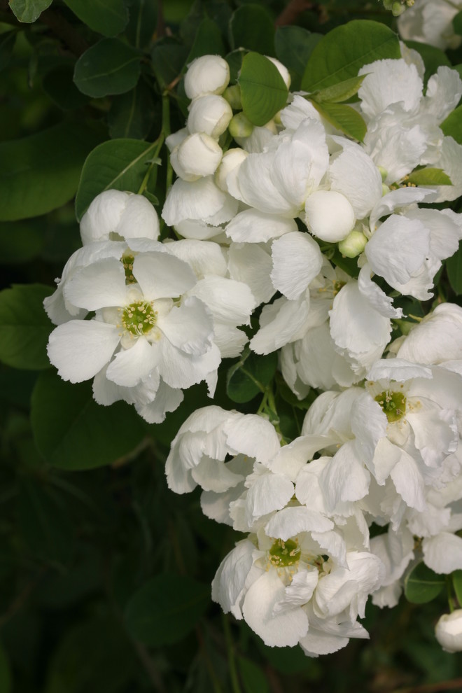 Snow Day™ 'Blizzard' Pearl-Bush - Traditional - Landscape - Chicago ...
