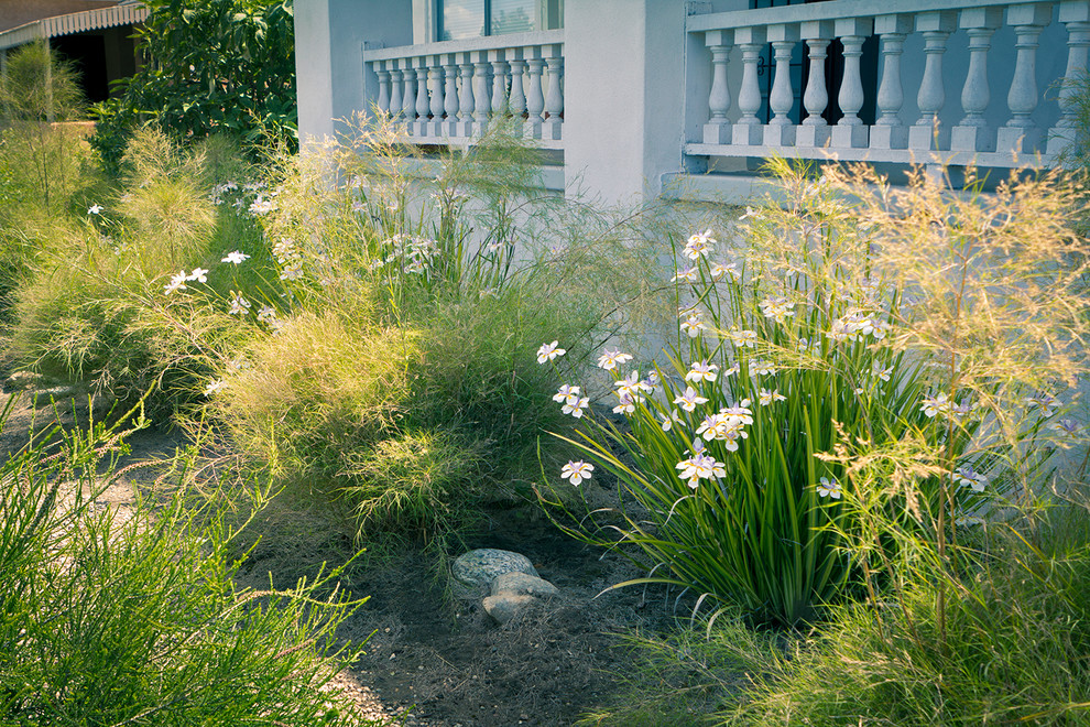 Soft Planting - Front Yard - Contemporary - Landscape - Los Angeles ...