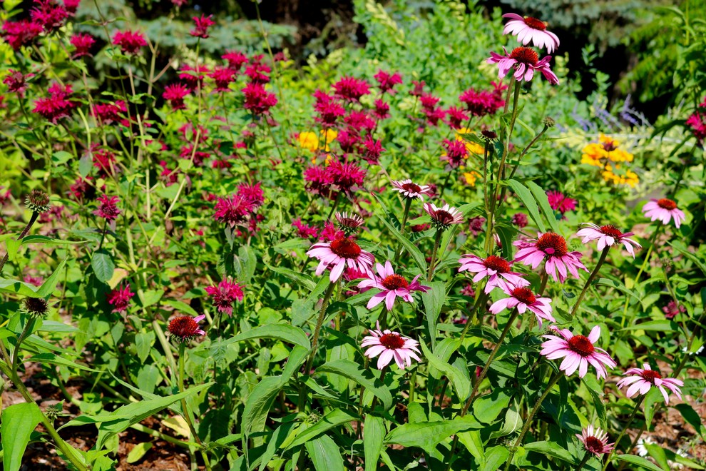 Softscape (Flowers, Flower beds and more) - Traditional - Landscape ...