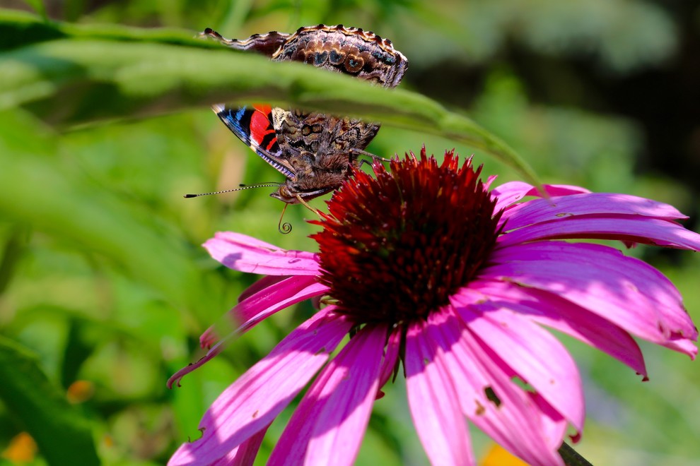 Softscape (Flowers, Flower beds and more) - Traditional - Landscape ...