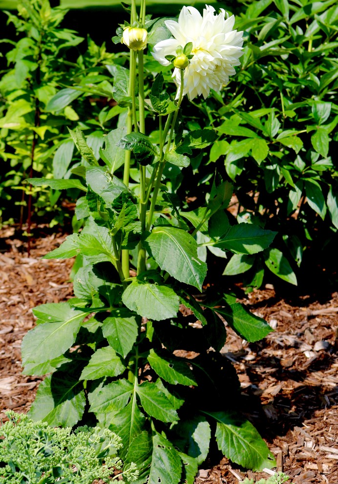 Softscape (Flowers, Flower beds and more) - Traditional - Landscape ...