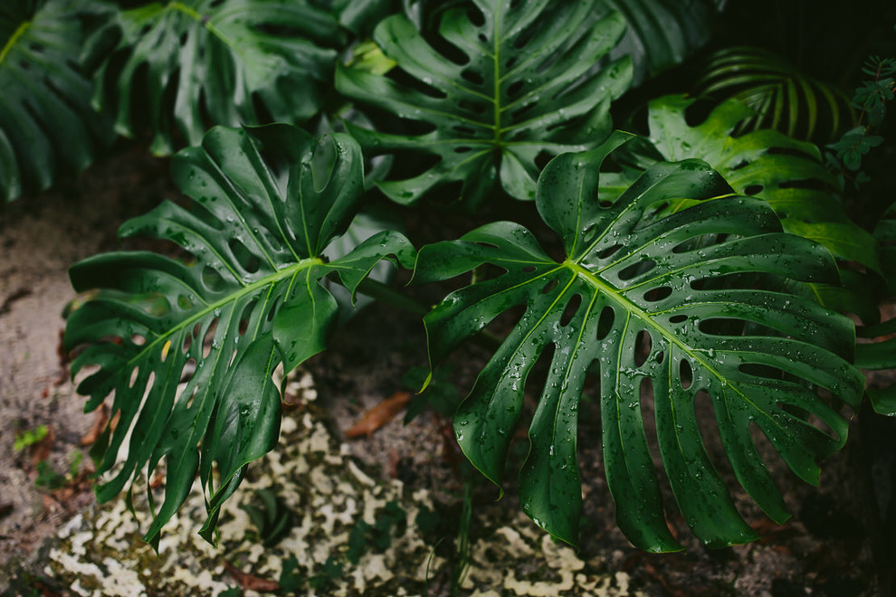 South Florida Rainforest - Tropical - Landscape - Miami - by Zito ...