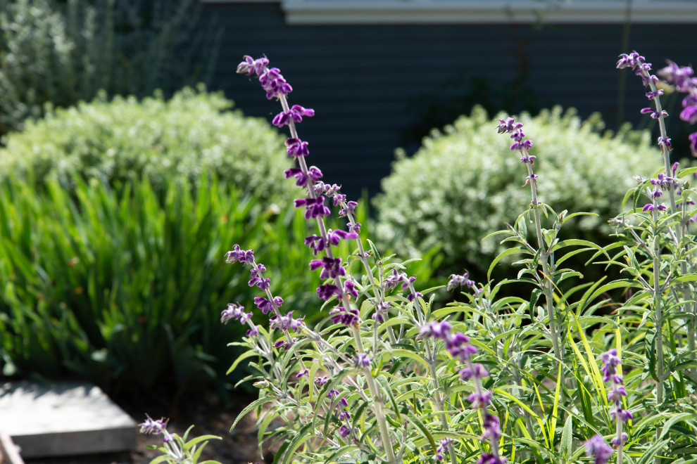 South Pasadena Transitional - Transitional - Landscape - Los Angeles ...