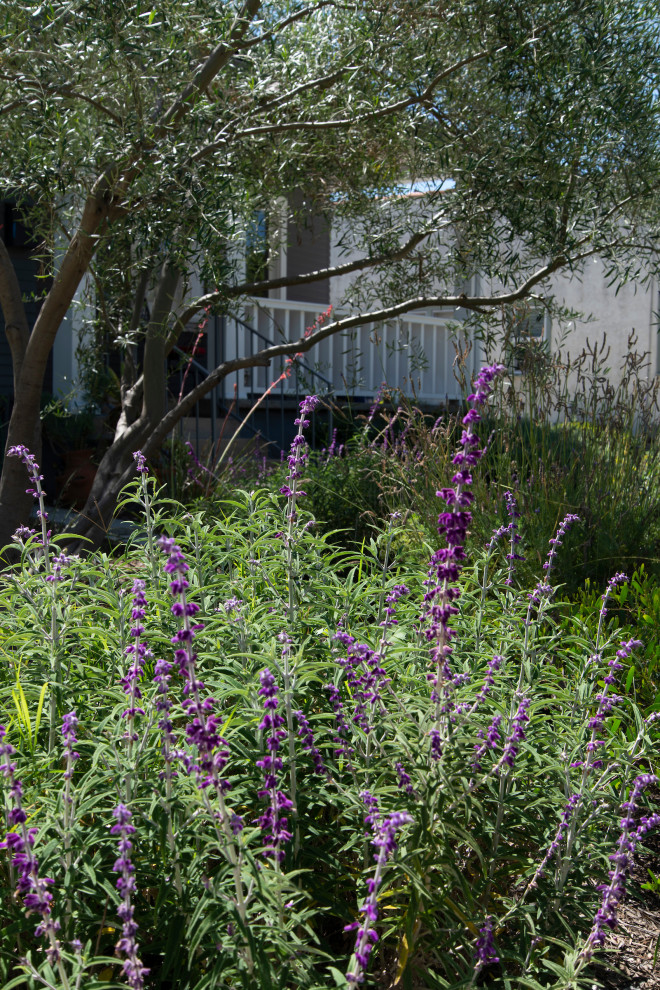 South Pasadena Transitional - Transitional - Landscape - Los Angeles ...