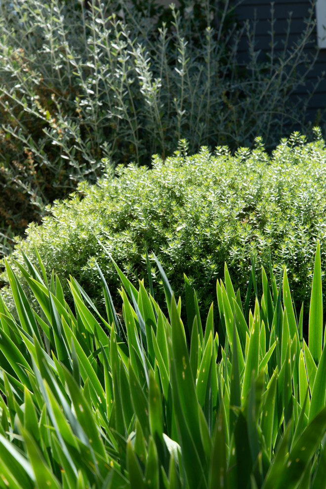 South Pasadena Transitional - Transitional - Landscape - Los Angeles ...