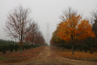 Southampton Farm - Transitional - Landscape - New York - by Warren's ...
