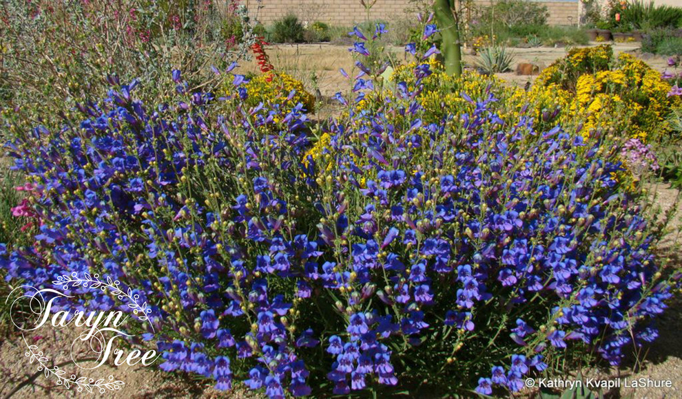 Southern California Garden - Southwestern - Landscape - Los Angeles ...