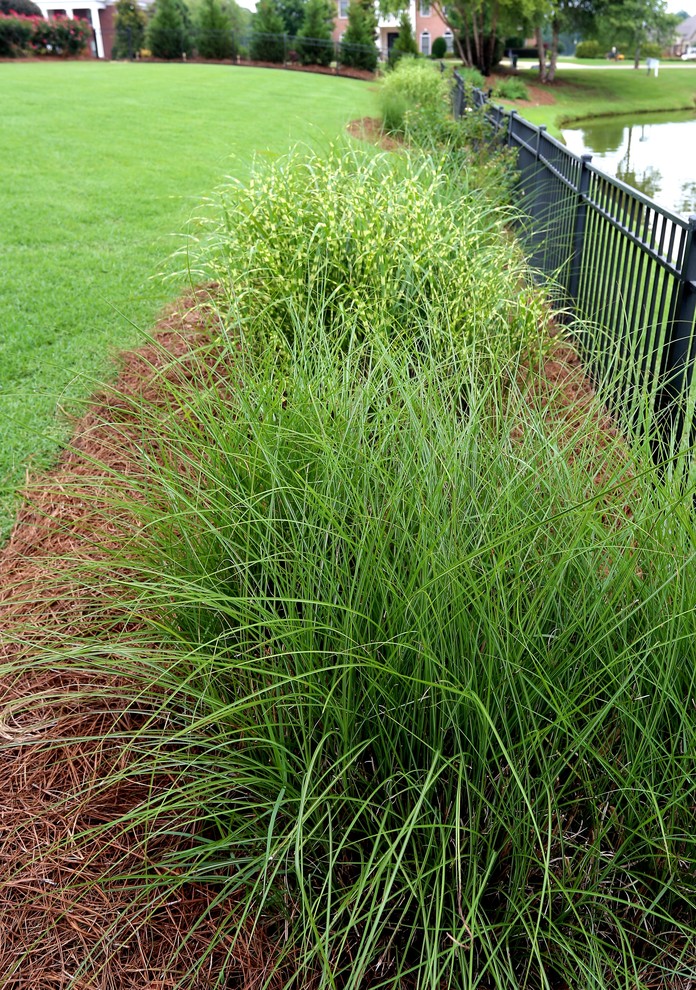 Southern Lawns - Traditional - Landscape - Other - by Ground Effects ...