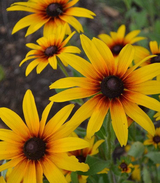 Southwest Gardener's July Checklist