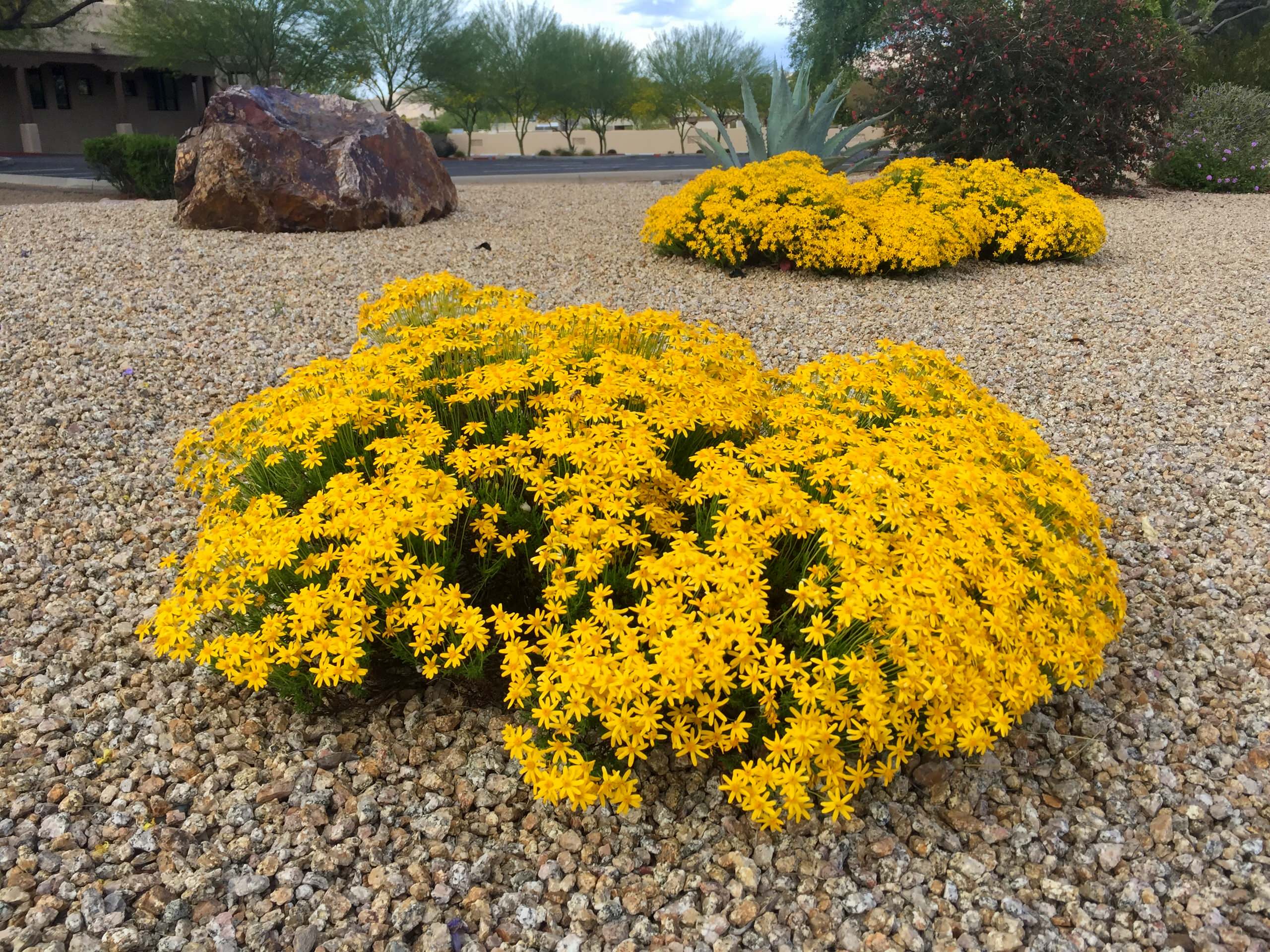 Desert Ground Cover Plants