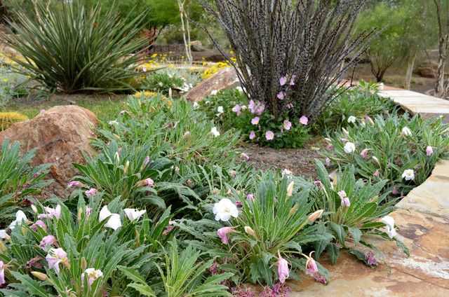 10 Native Ground Covers for Southwestern Landscapes