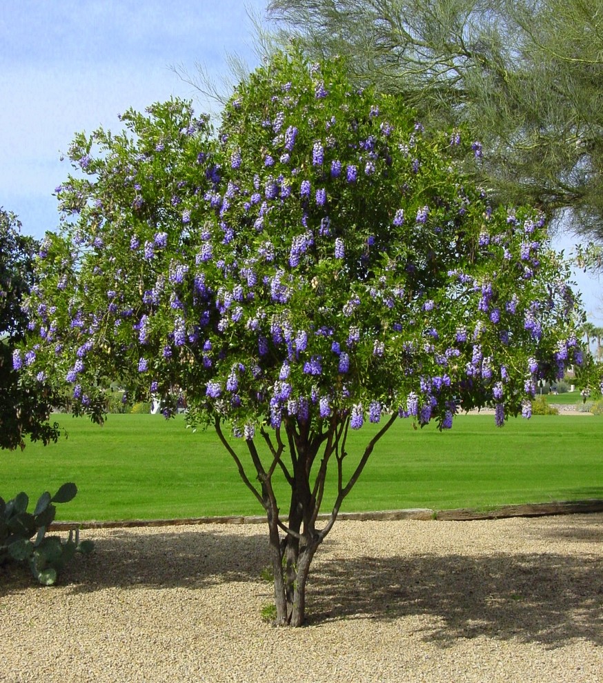 Southwestern Plants - Southwestern - Landscape - Phoenix - by Noelle ...