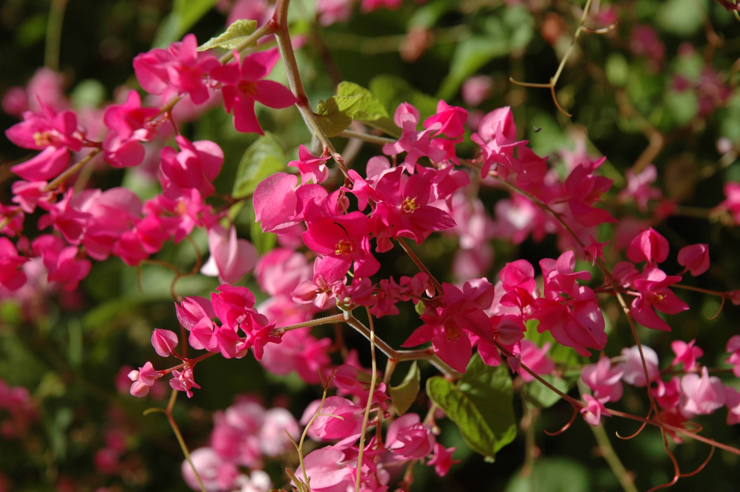 Popular Vine Plants