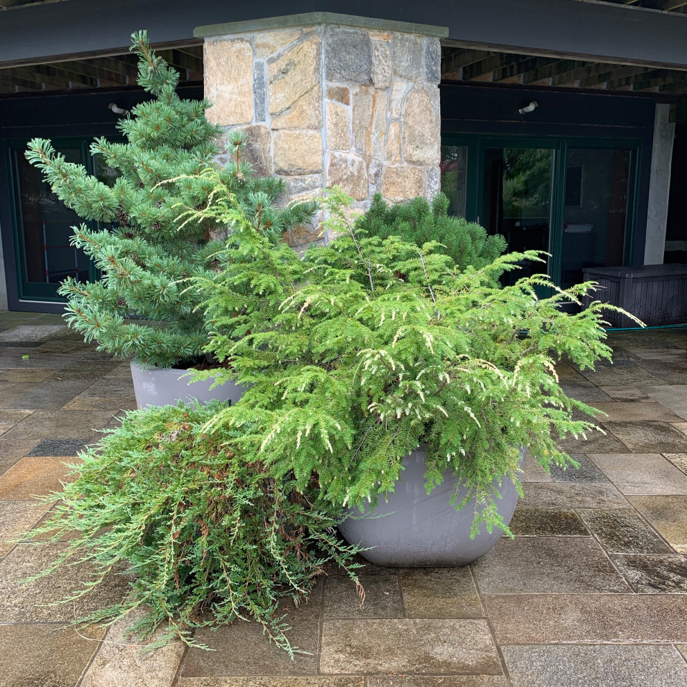 Specimen Conifer Planters - Contemporary - Landscape - New York - by ...