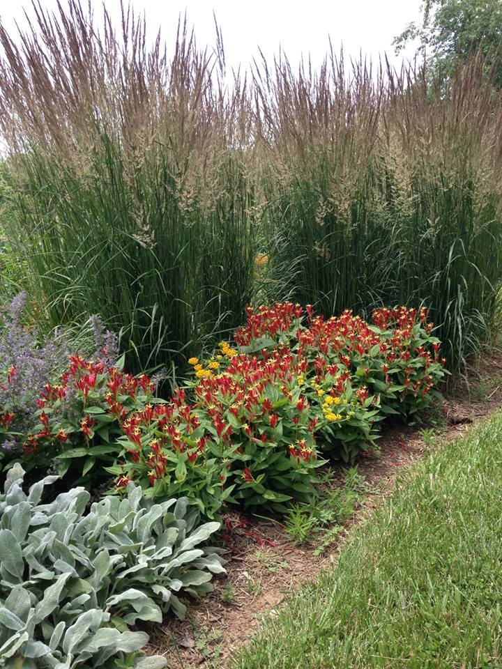 Spigelia - Landscape - DC Metro - by Tom Mannion Landscape Design, Inc ...