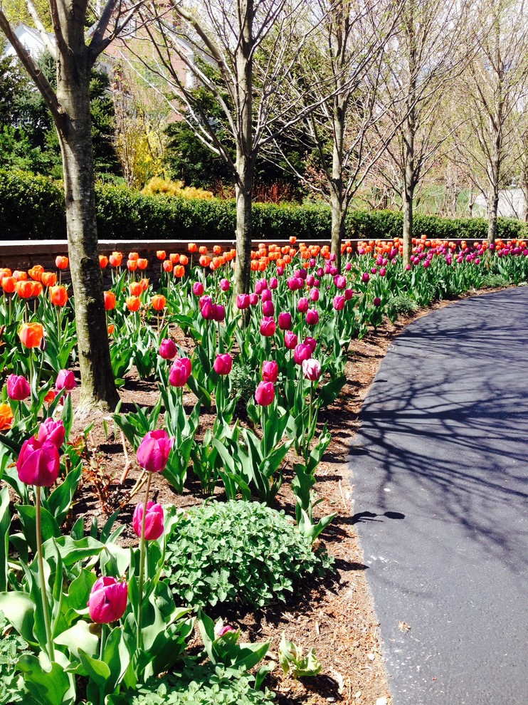 Spring Bulb Design - Traditional - Landscape - Boston - by The Garden ...