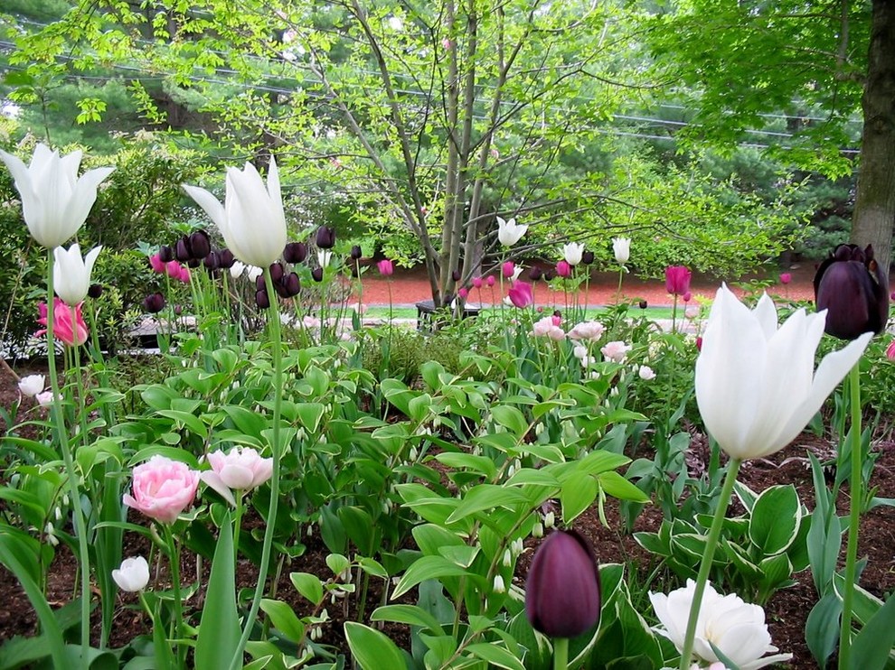 Spring Bulb Designs - Traditional - Landscape - Boston - by The Garden ...