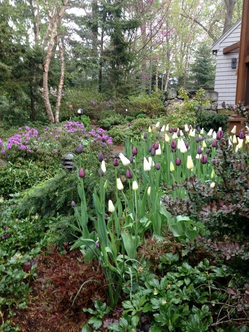 Spring Bulb Designs - Traditional - Landscape - Boston - by The Garden ...