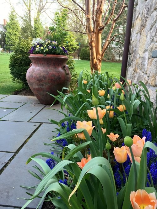 Spring Bulb Designs - Traditional - Landscape - Boston - by The Garden ...