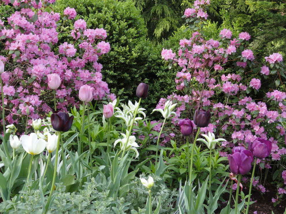Spring Bulb Designs - Traditional - Landscape - Boston - by The Garden ...