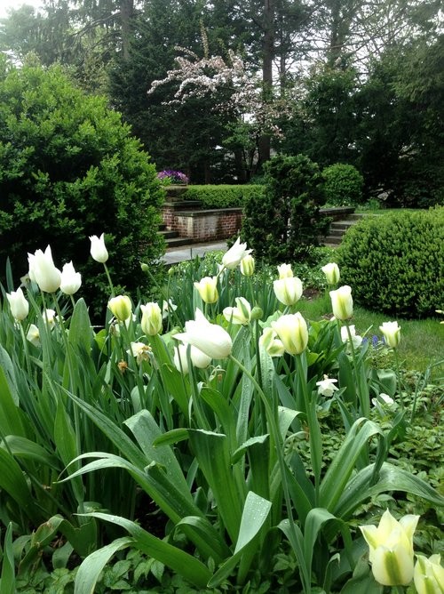 Spring Bulb Designs - Traditional - Landscape - Boston - by The Garden ...