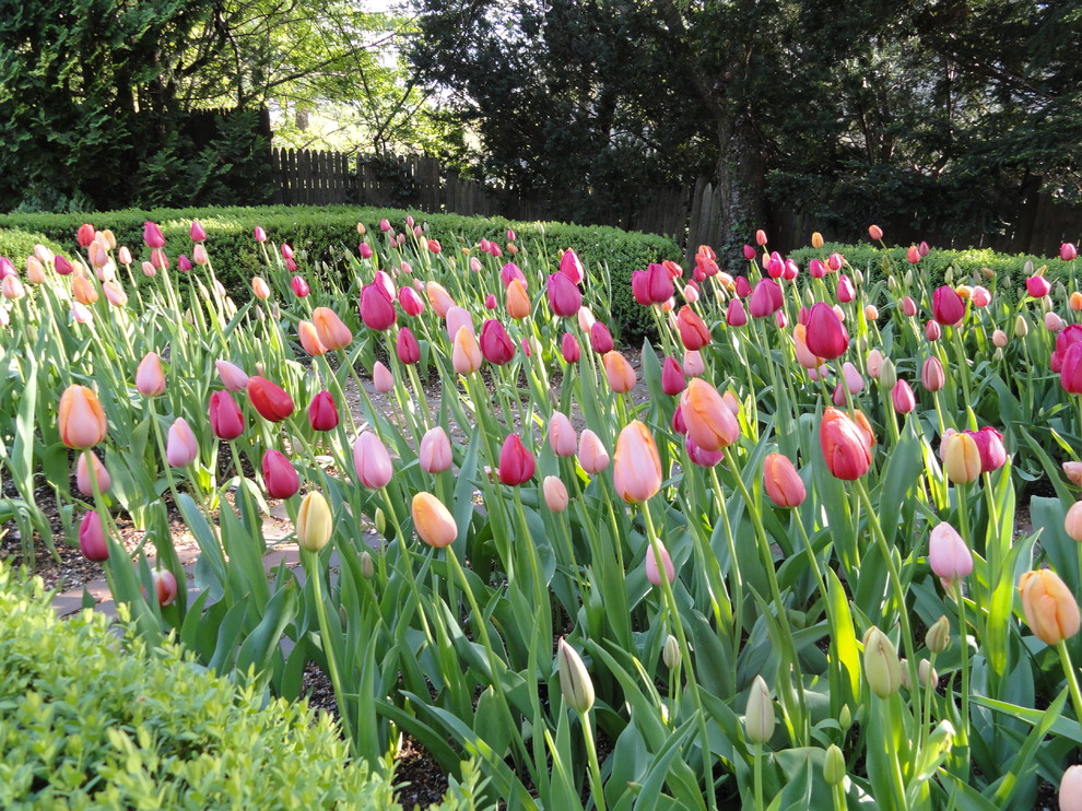 Spring Bulb Designs - Traditional - Landscape - Boston - by The Garden ...