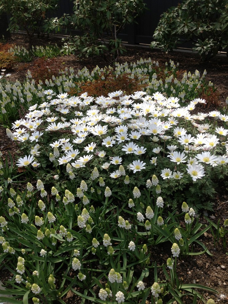 Spring Bulb Designs - Traditional - Landscape - Boston - by The Garden ...