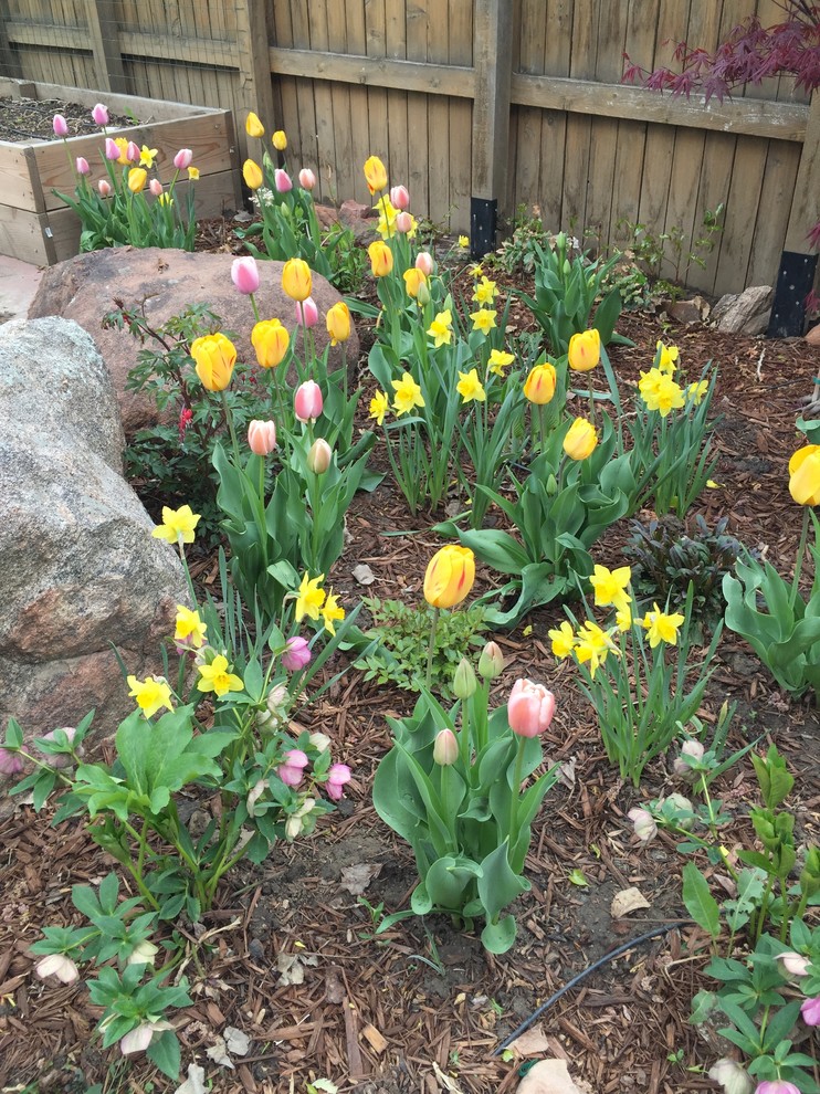 Spring Bulb Gardens - Transitional - Landscape - Denver - by High ...