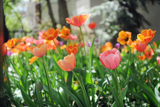 See 15 Gorgeous Gardens in Their Spring Glory