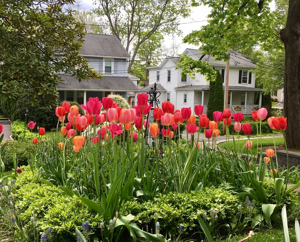 Spring Tulip Garden - Victorian - Landscape - New York - by Trout Lily ...