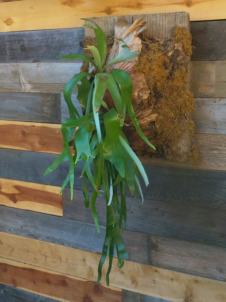 Staghorn Fern presented as living Garden Art - Contemporary - Landscape ...