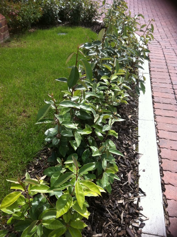 Stepover Hedging - Traditional - Landscape - London | Houzz