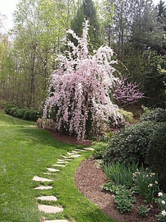Stone Path and Weeping Cherry - Contemporary - Landscape - Raleigh - by ...