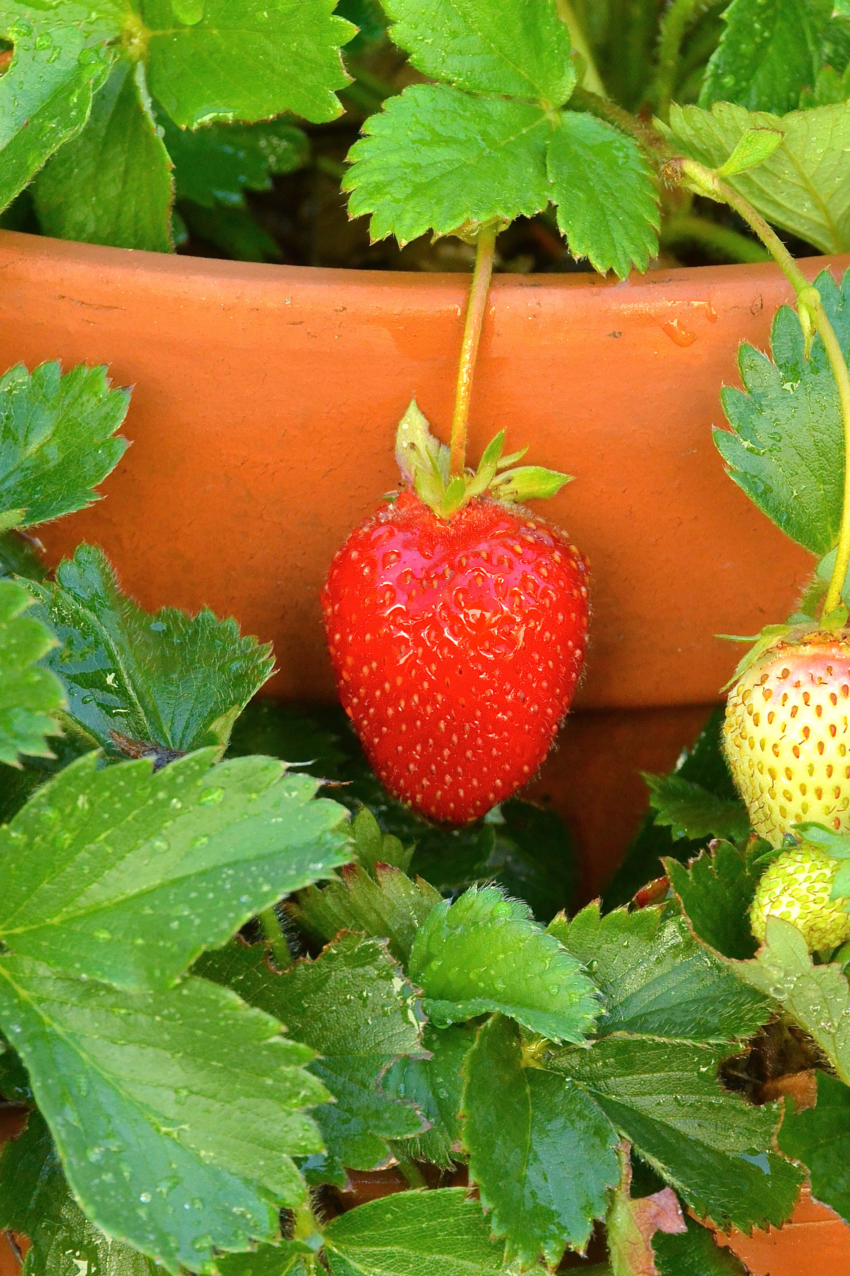 How Do I... Grow Fruit at Home? | Houzz NZ