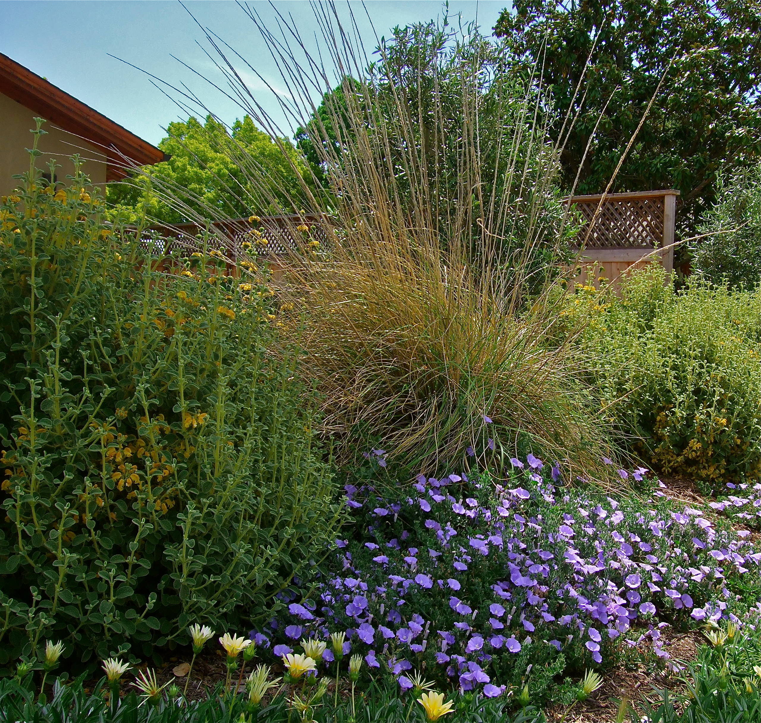 Perennial Ideas For Berm